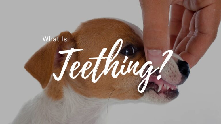Does Teething Cause Diarrhea in Puppies? Healthy Smiles, Happy Tummies!